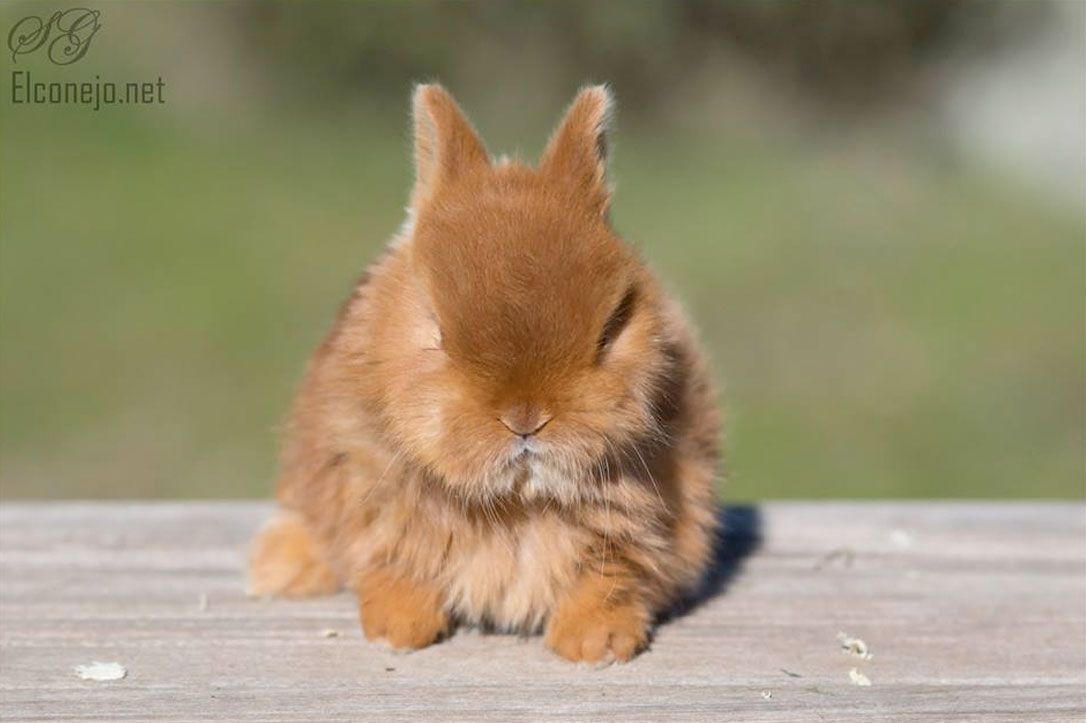 El conejo enano: Razas que criamos- ElConejo.net