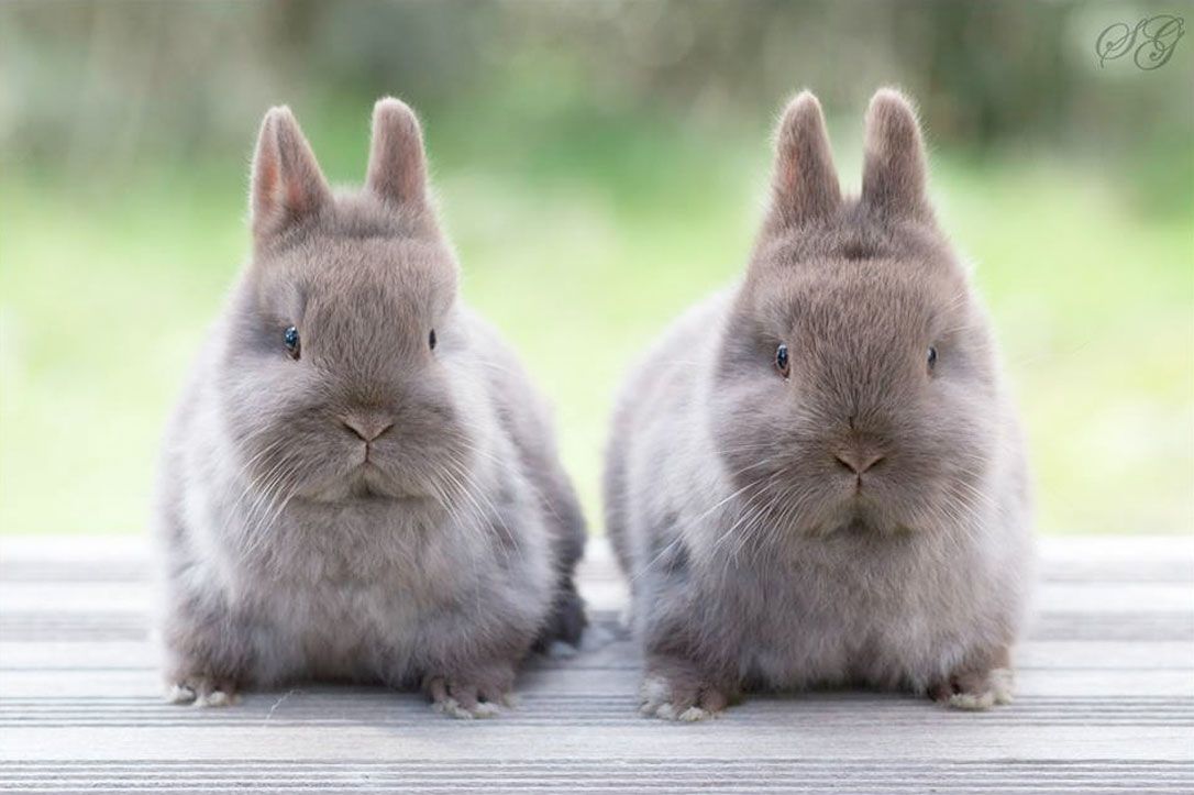 El conejo enano: Razas que criamos- ElConejo.net