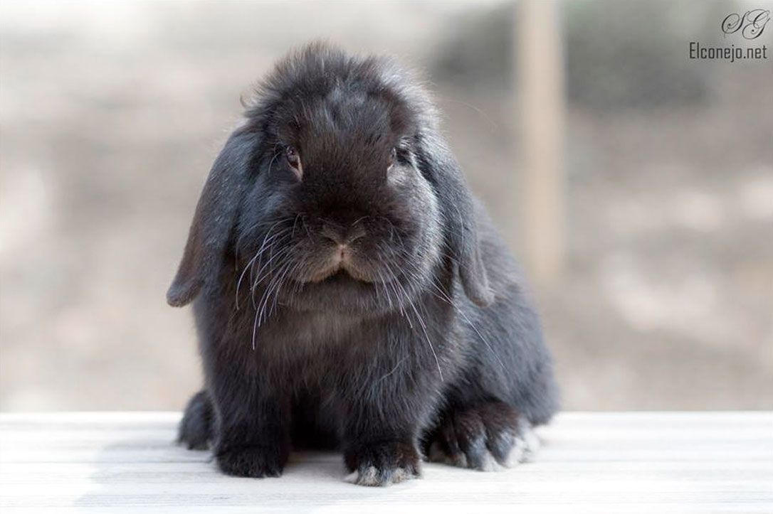 MINI LOP | ElConejo.net