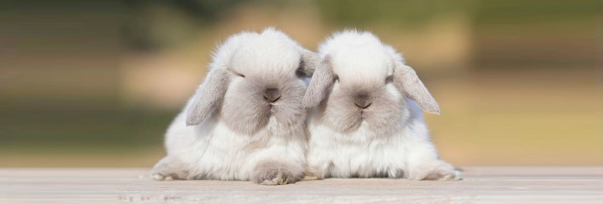 CUIDADOS | El Conejo.net