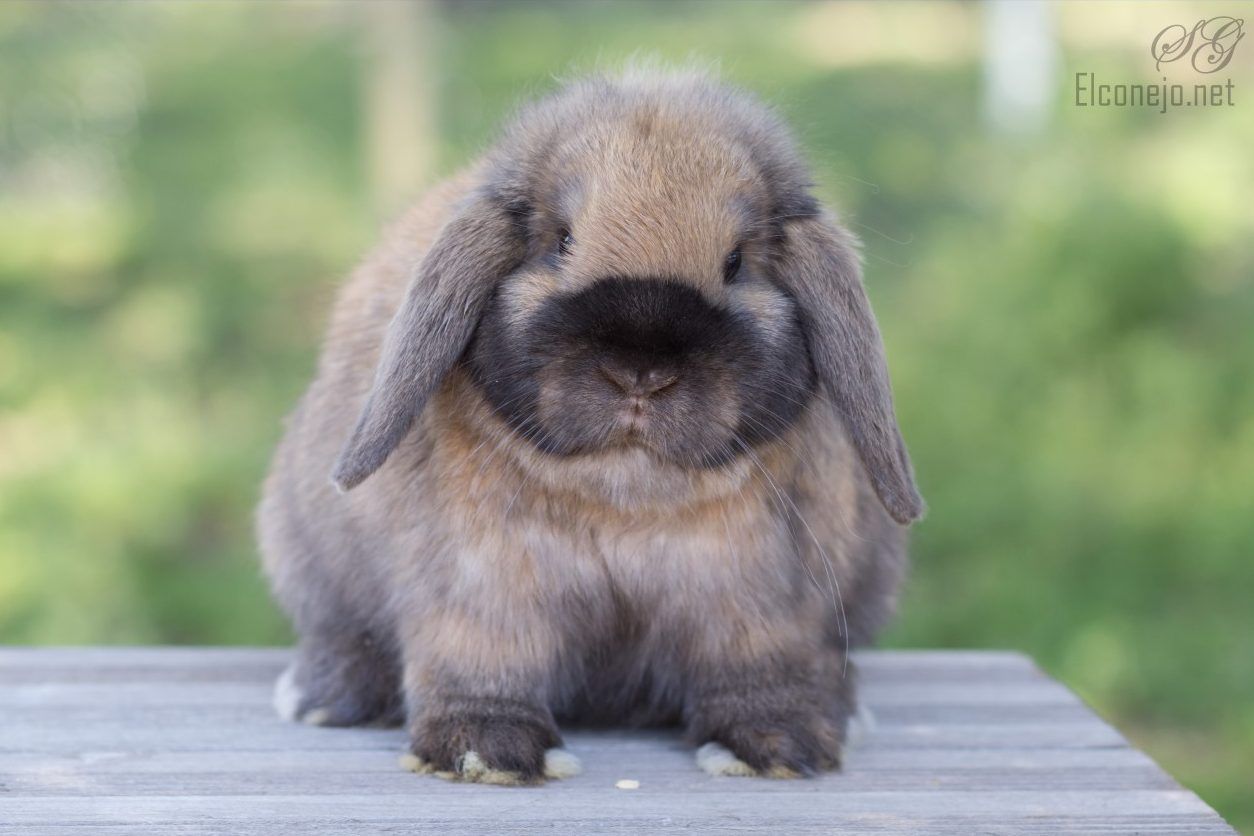 MINI LOP | ElConejo.net