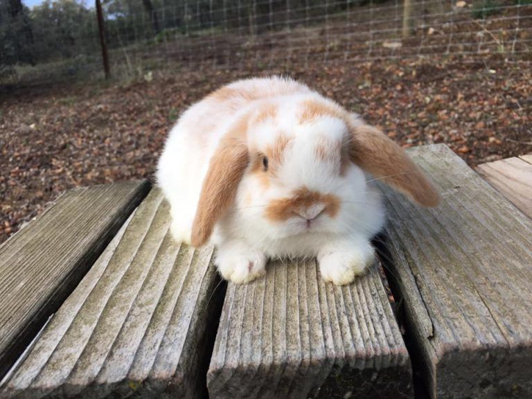 COMPRAR UN CONEJO | ElConejo.net