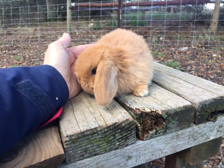 COMPRAR UN CONEJO | ElConejo.net