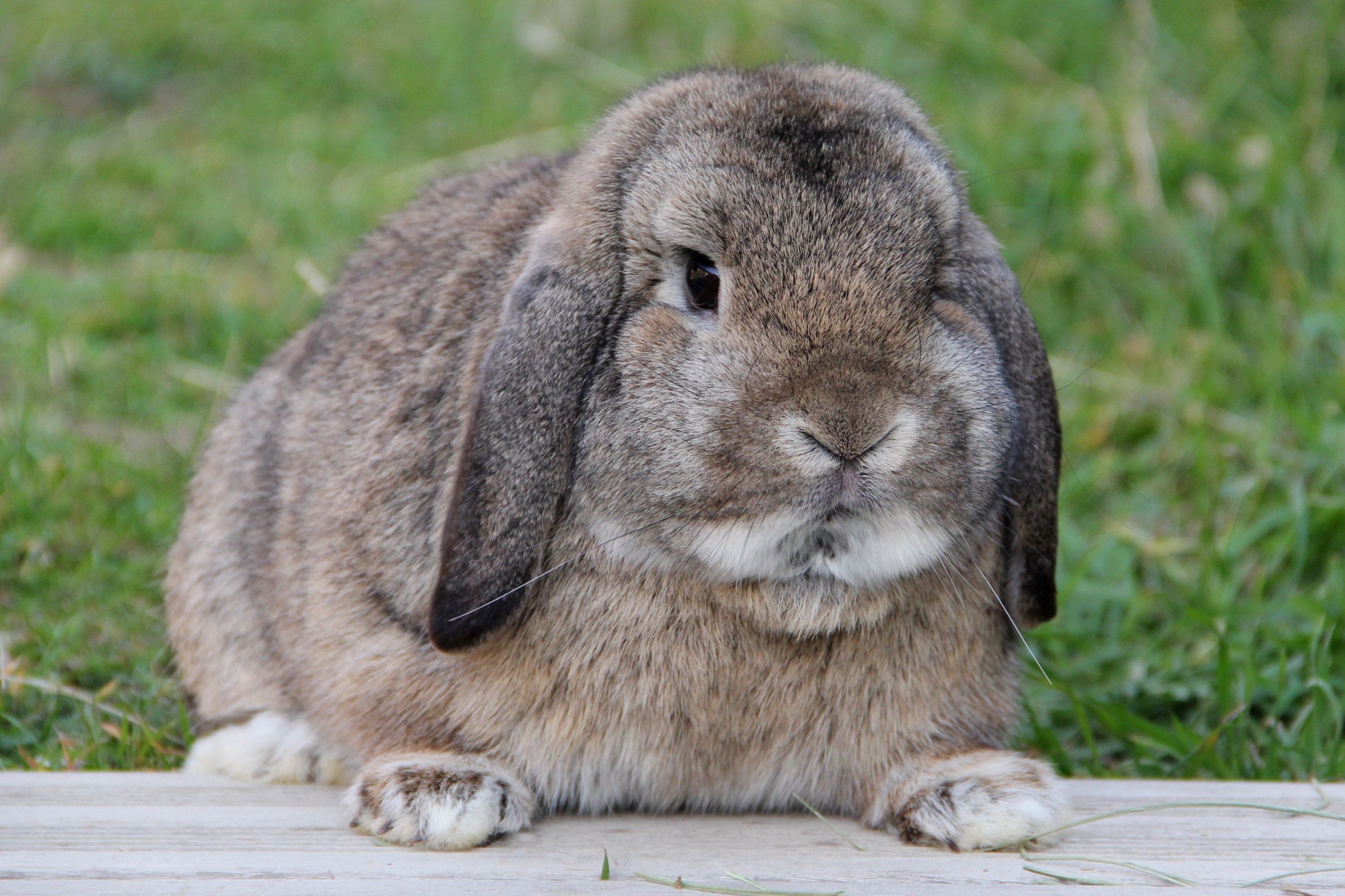 BELIER ENANO | ElConejo.net